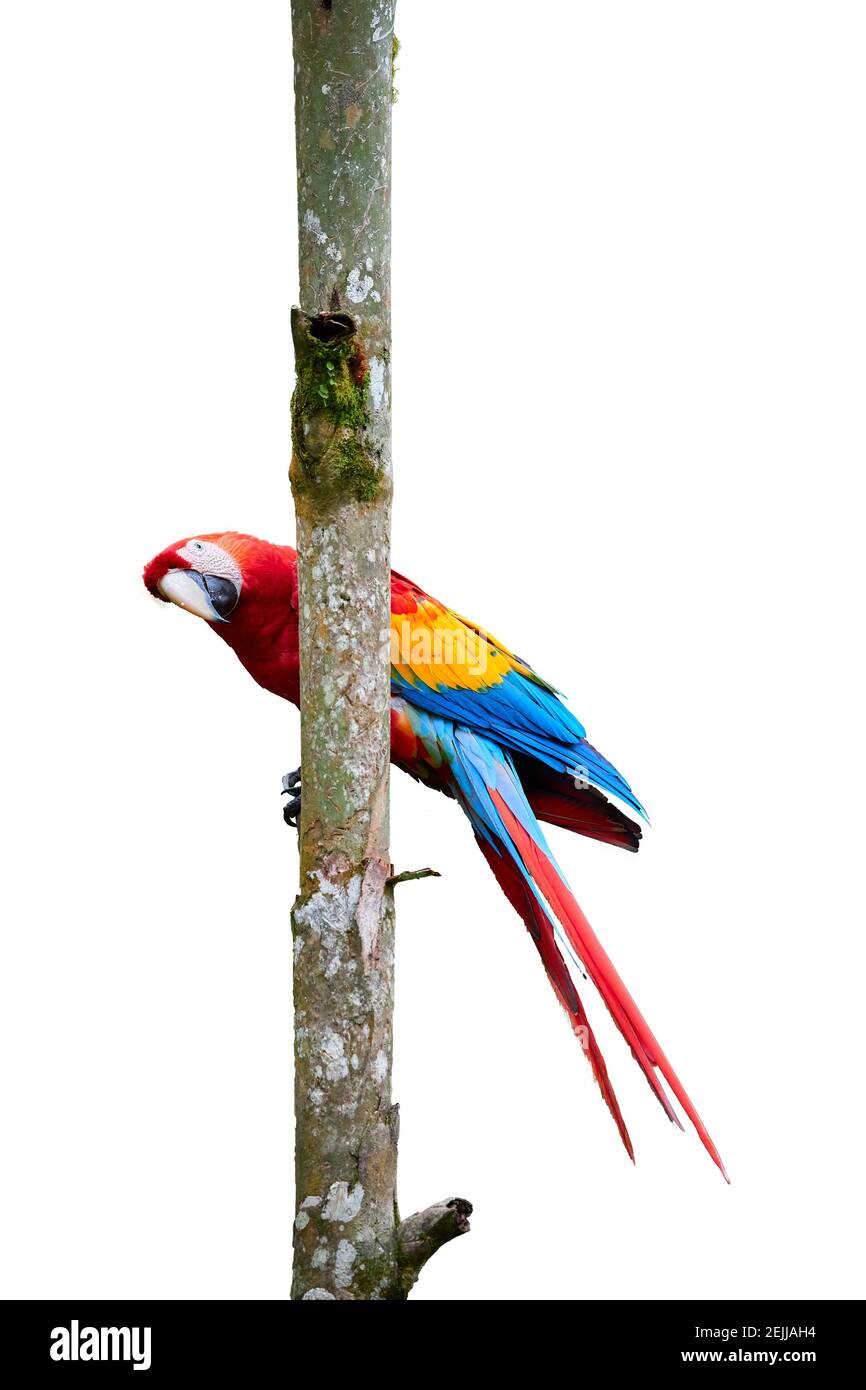 Isolated on white background, red Ara parrot, Scarlet Macaw, Ara macao ...