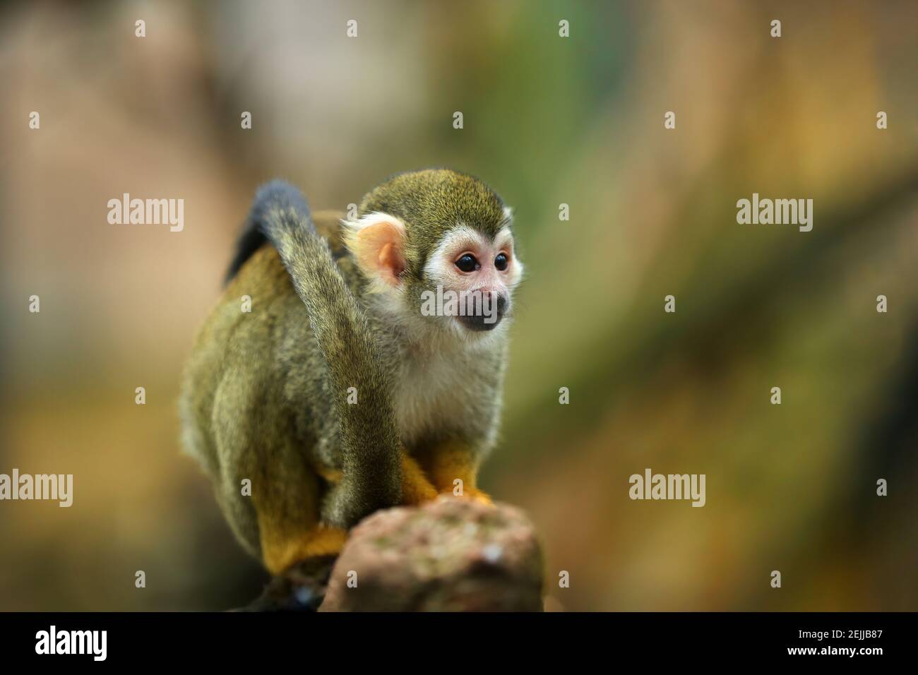 Small, colorful, olive green rainforest monkey, isolated against ...