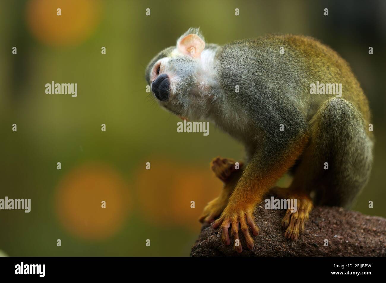 Common squirrel monkey, saimiri sciureus, native to Amazon basin ...
