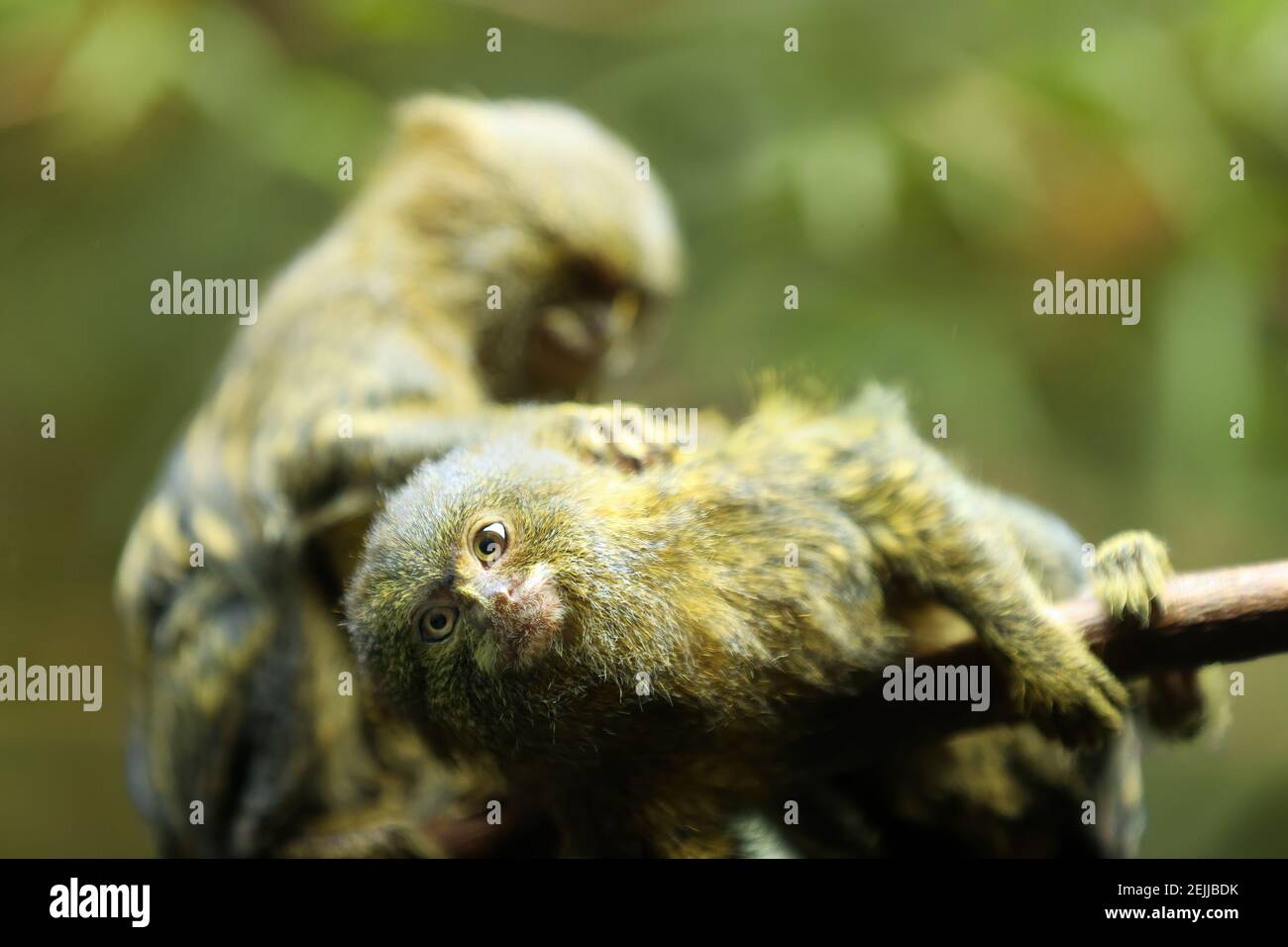 Western pygmy marmoset sitting on hi-res stock photography and images ...