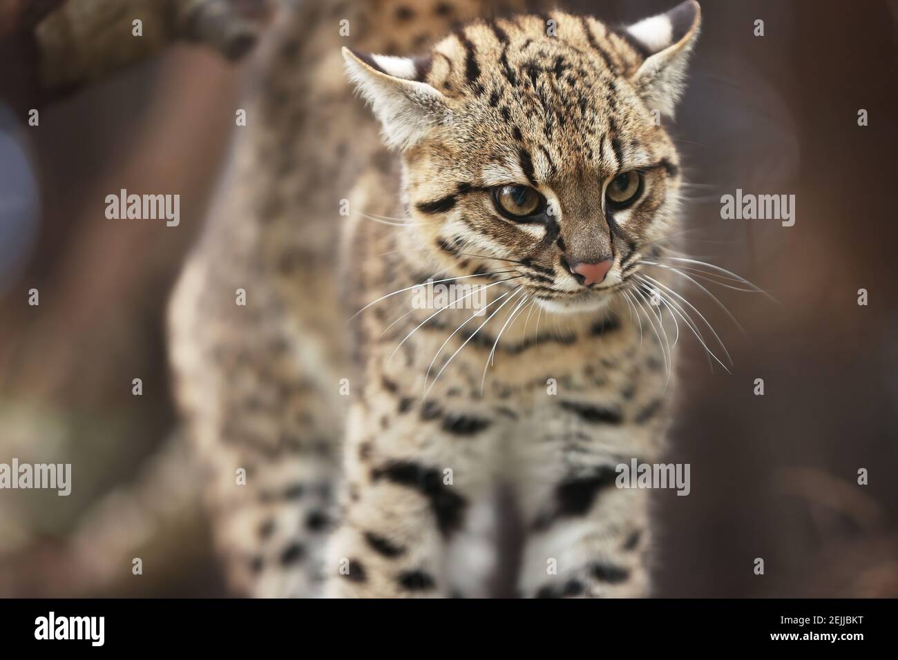 Portrait of a Geoffroy cat, Leopardus geoffroyi, a wild cat native to ...
