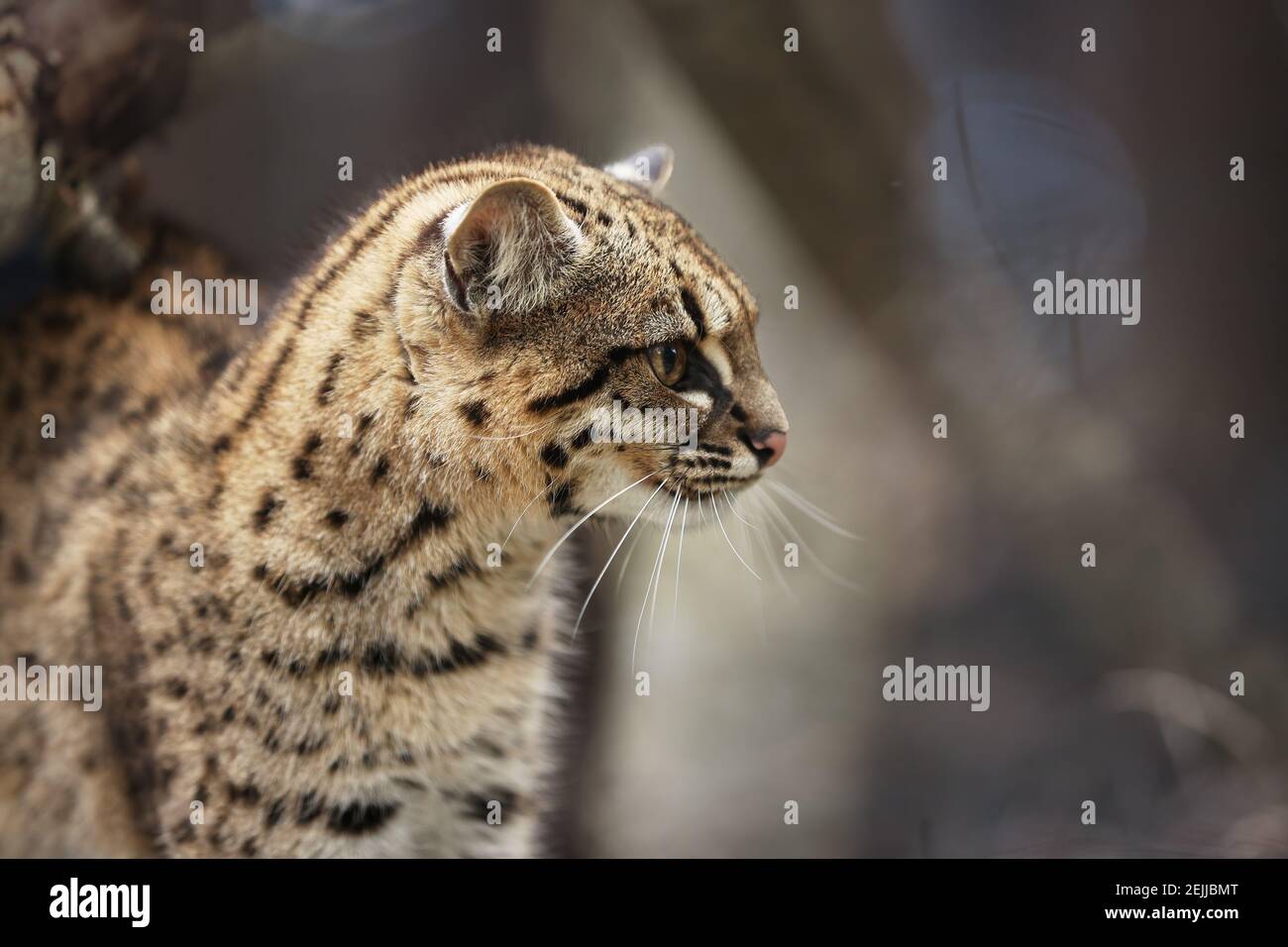 Portrait of a Geoffroy cat, Leopardus geoffroyi, a wild cat native to ...