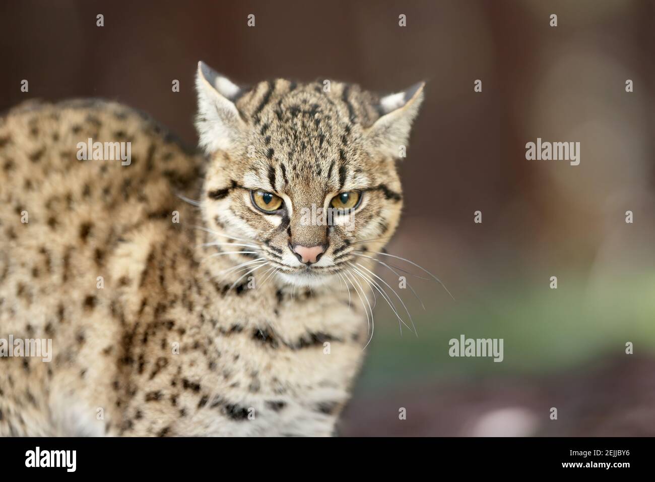 Portrait of a Geoffroy cat, Leopardus geoffroyi, a wild cat native to ...