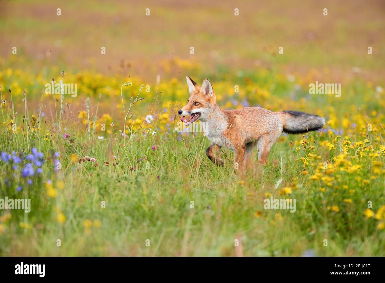 Spring theme. Red Fox cub playing on a flowering highland meadow. Fox ...