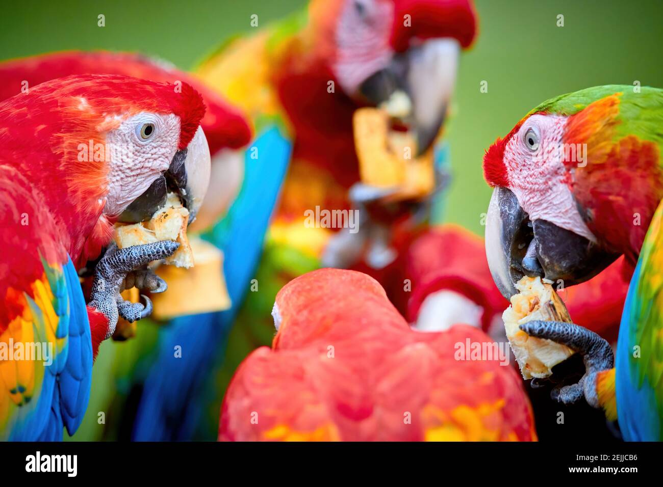 Group of wild Ara parrots, Ara macao and hybrids of Scarlet Macaw and ...
