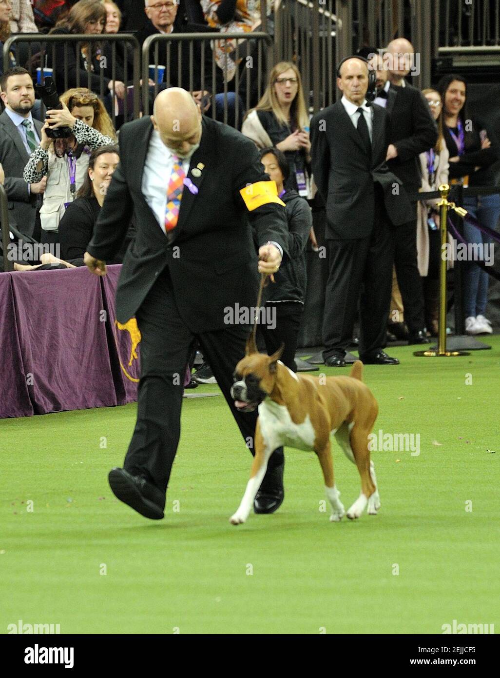Boxer "Wilma", Best in Show finalist at the 144th Westminster Kennel ...