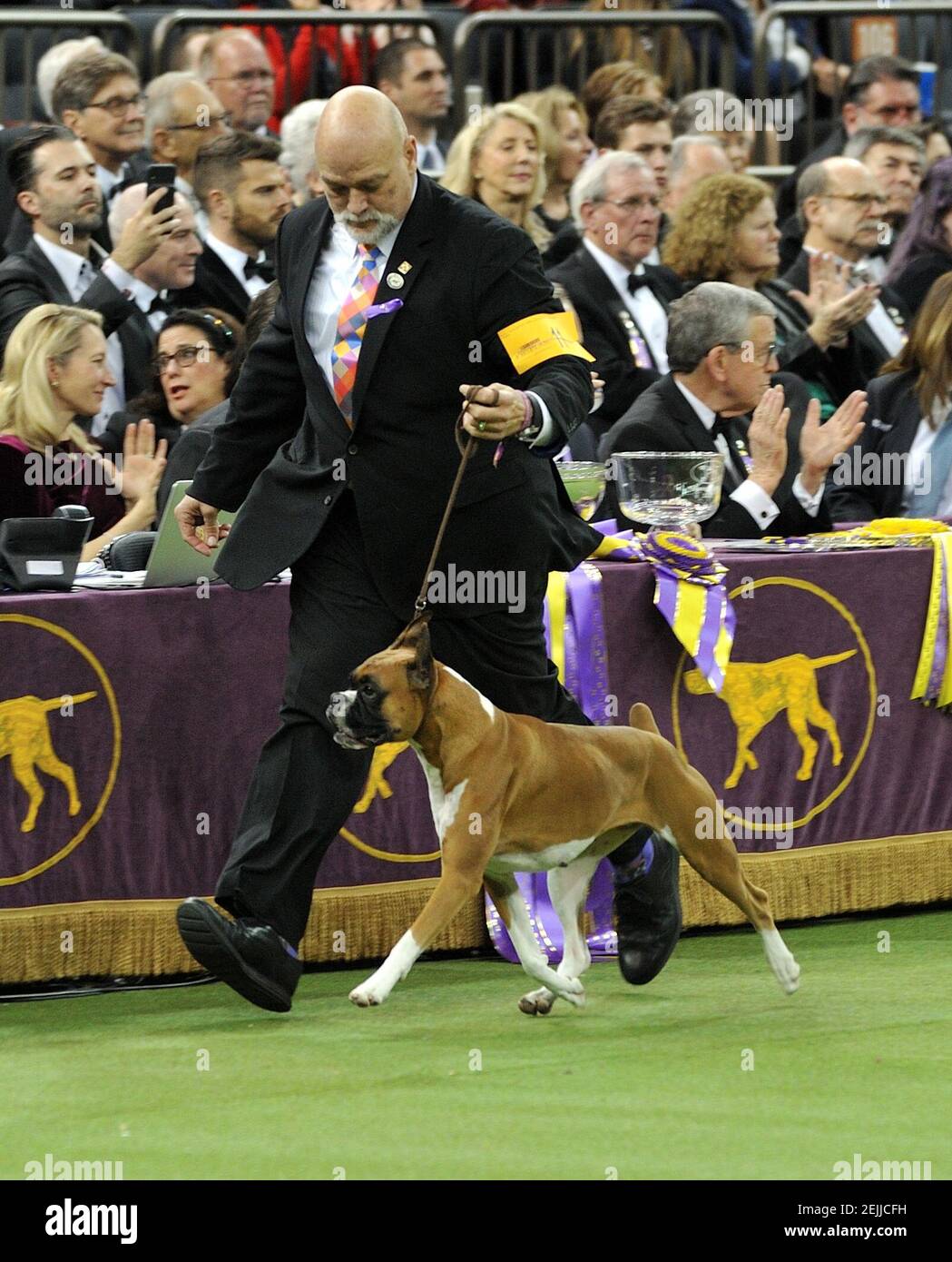 Boxer "Wilma", Best in Show finalist at the 144th Westminster Kennel ...