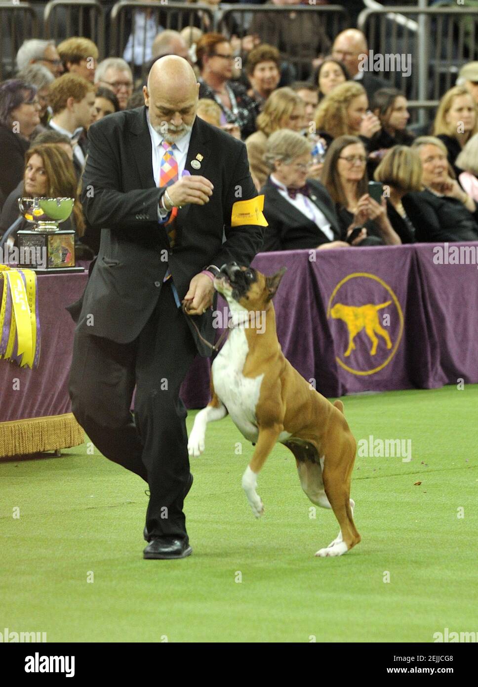 Boxer "Wilma", Best in Show finalist at the 144th Westminster Kennel ...