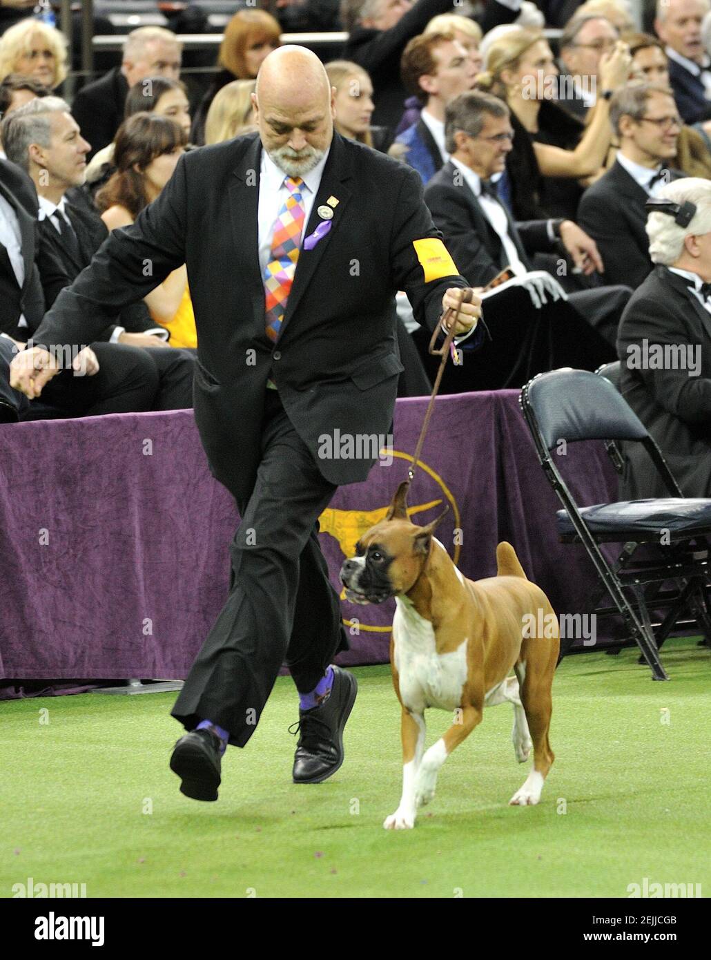 Boxer "Wilma", Best in Show finalist at the 144th Westminster Kennel ...
