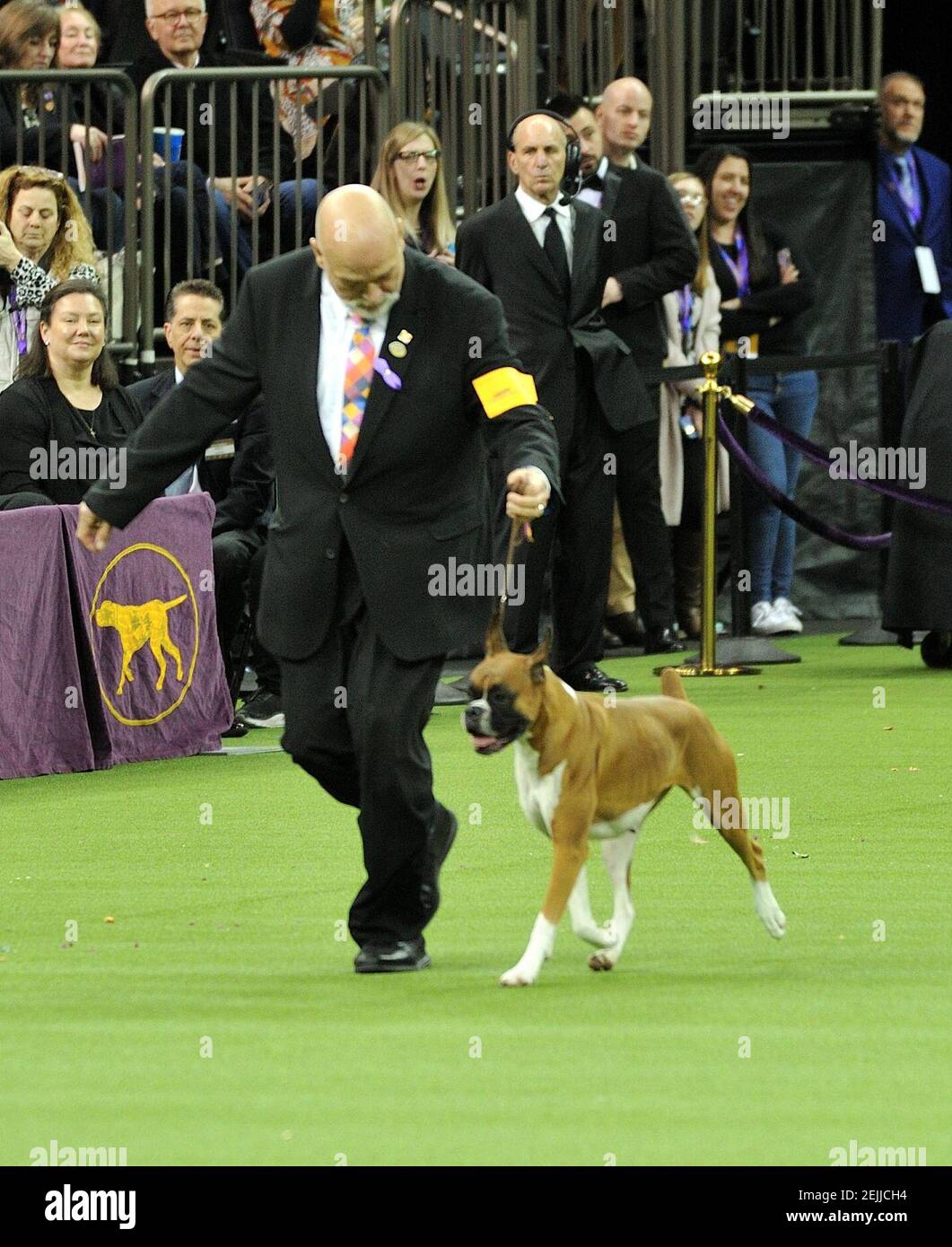 Boxer "Wilma", Best in Show finalist at the 144th Westminster Kennel ...