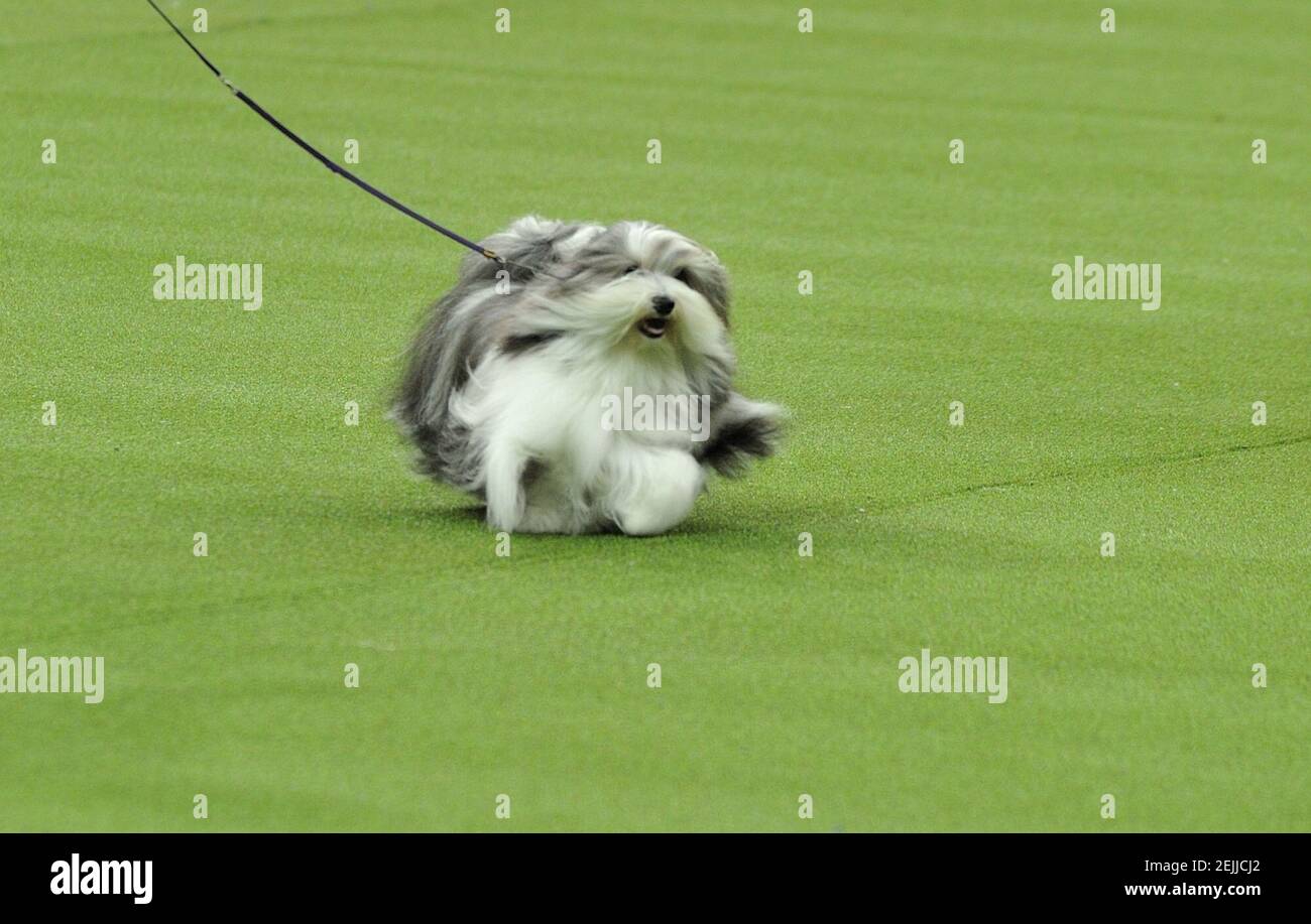 Havanese "Bono", Best in Show finalist at the 144th Westminster Kennel ...