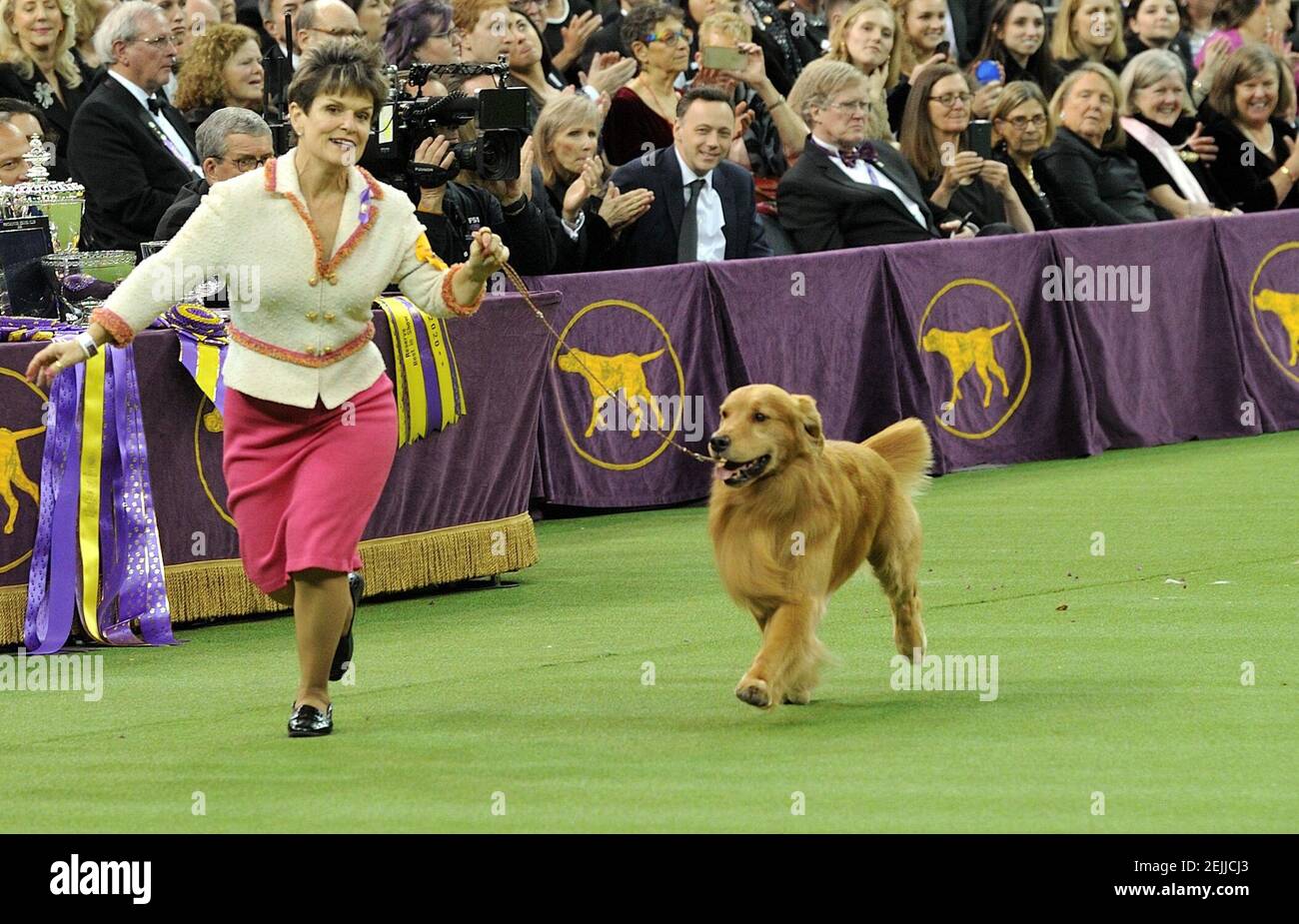 Golden retriever "Daniel", Best in Show finalist at the 144th ...