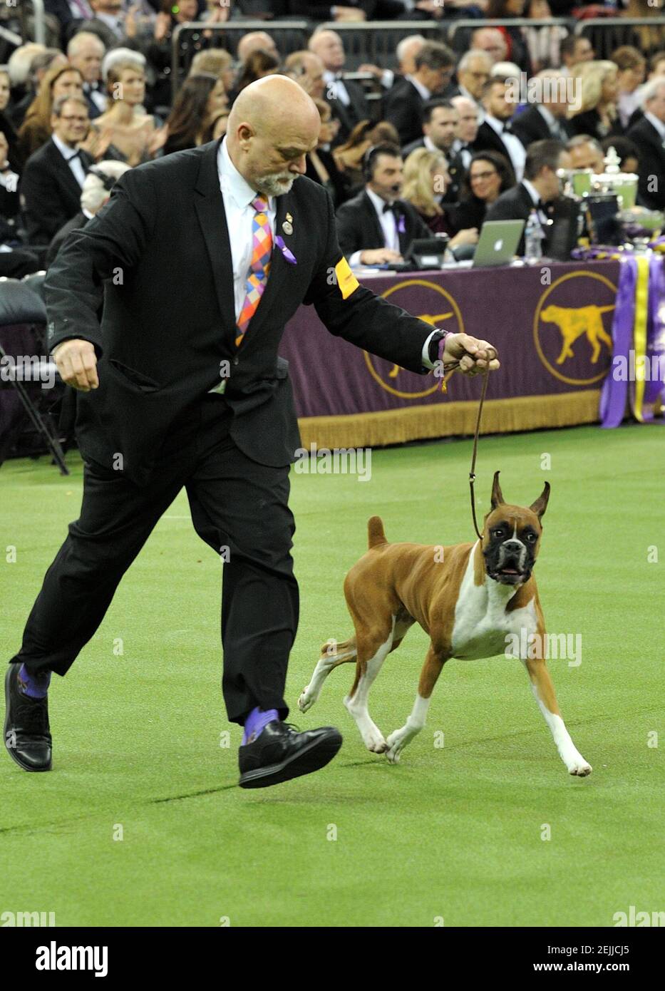 Boxer "Wilma", Best in Show finalist at the 144th Westminster Kennel ...