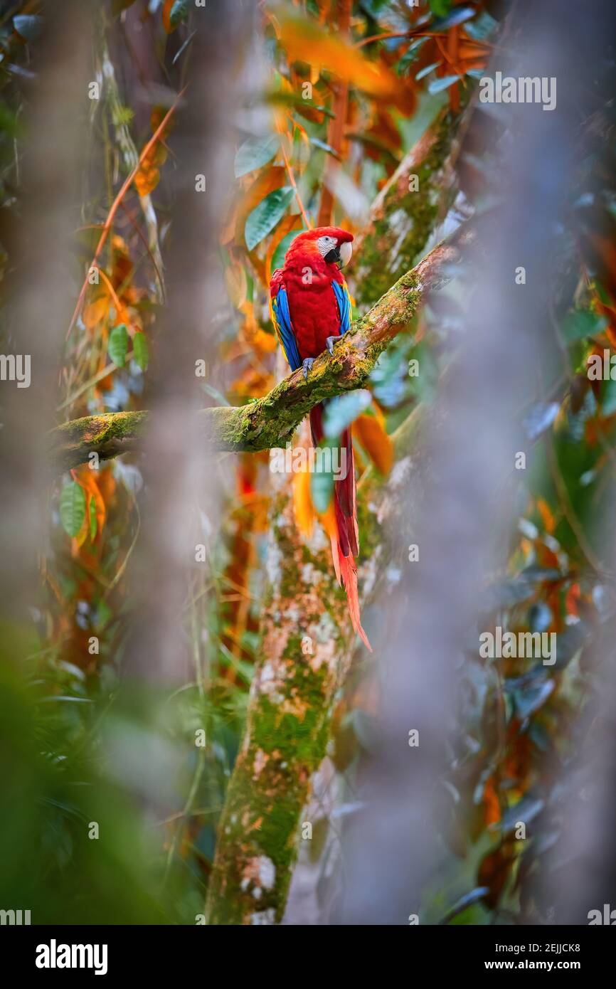 Red Ara parrot, Scarlet Macaw, Ara macao, in its natural colorful rain ...