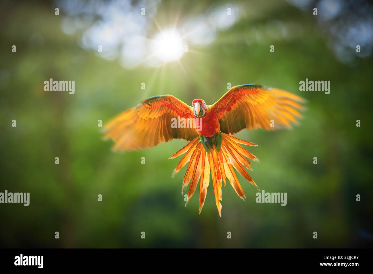 Colorful, natural hybrid form Ara macao x Ara ambigua, rare parrot ...
