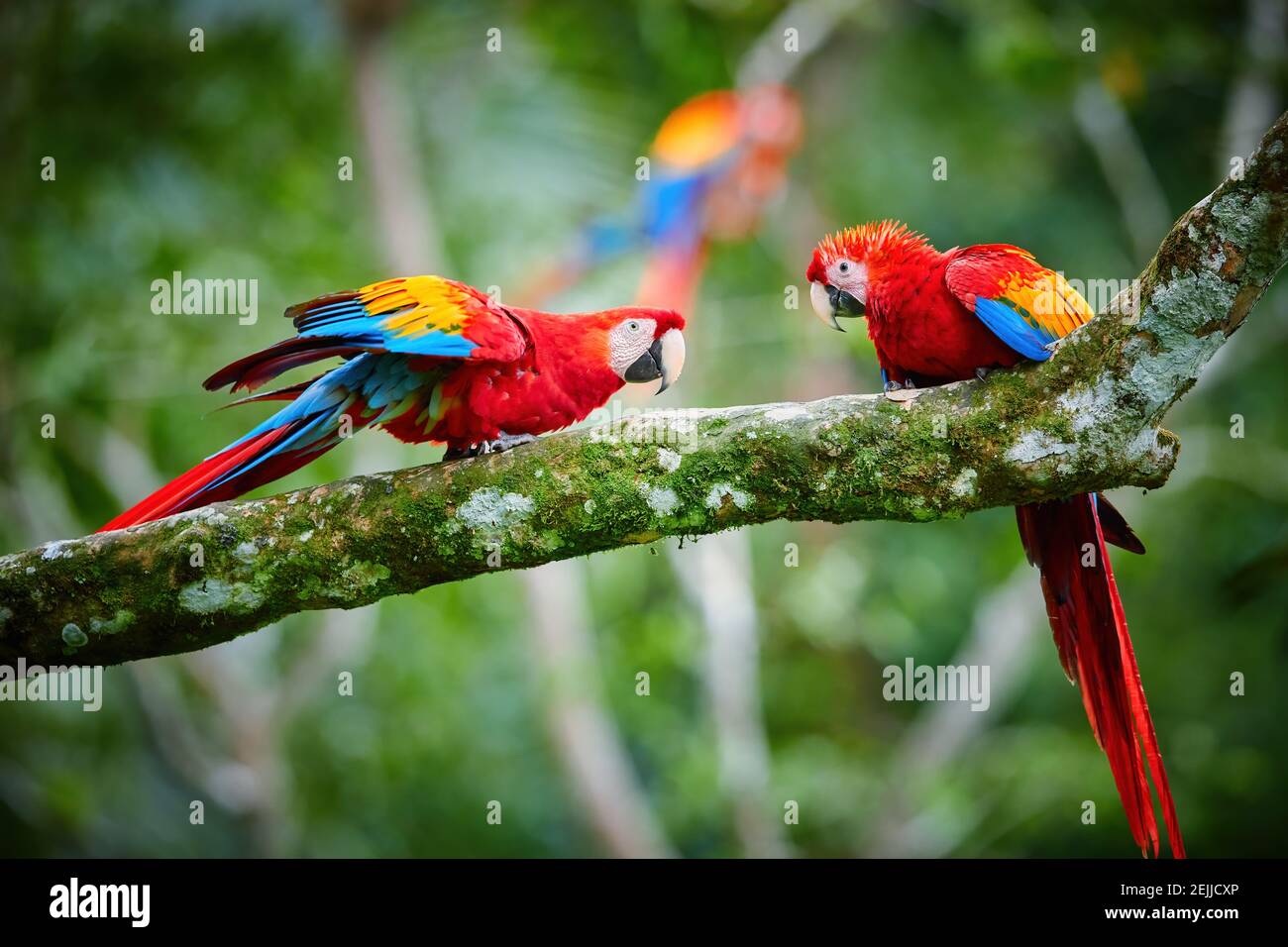 Scarlet macaw feeding chick hi-res stock photography and images - Alamy