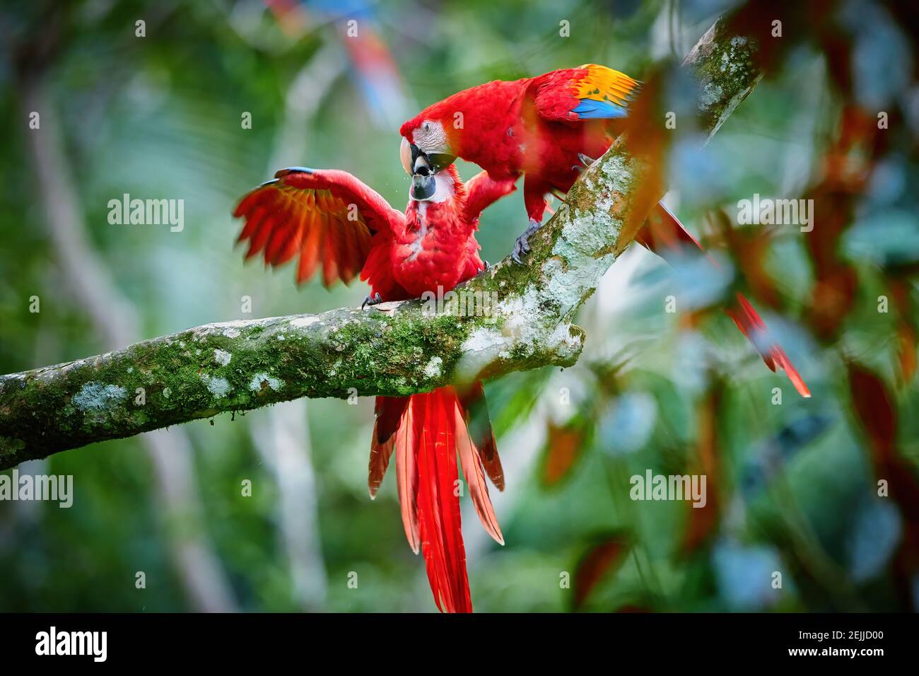Scarlet macaw feeding chick hi-res stock photography and images - Alamy