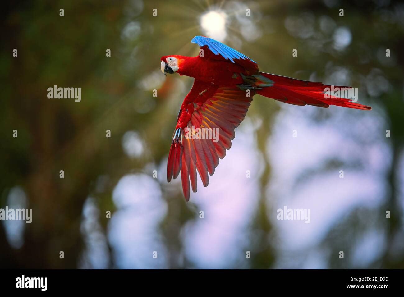 Colorful Scarlet Macaw parrot, flying, side view. Bright red and blue ...