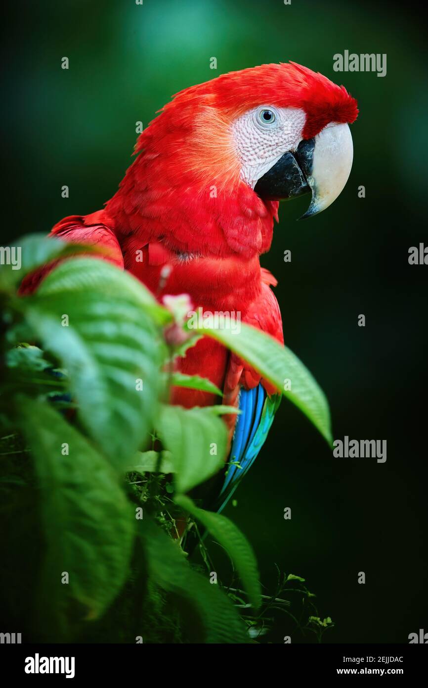 Vertical portrait of red Ara parrot, Scarlet Macaw, staring at camera ...