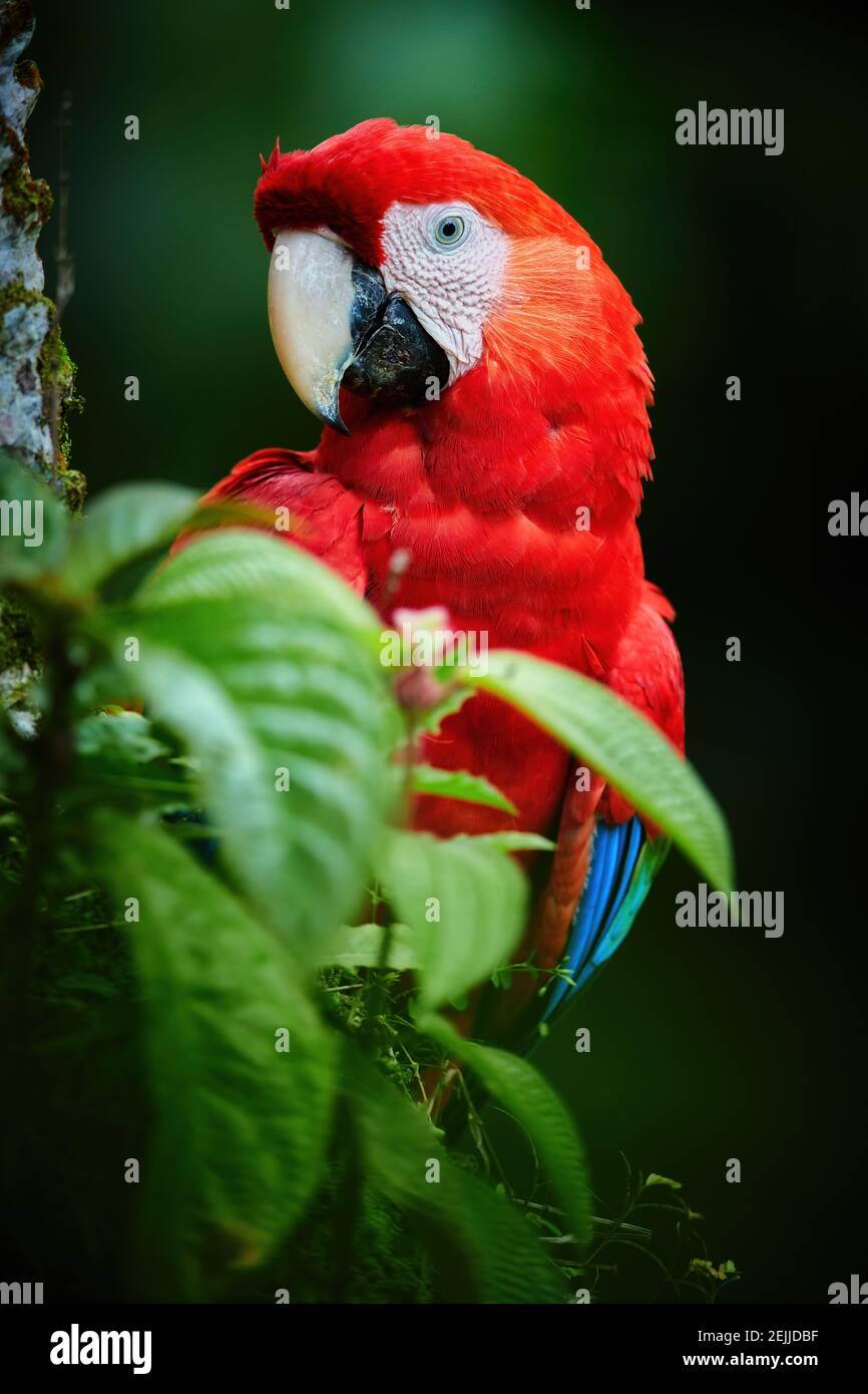 Vertical portrait of red Ara parrot, Scarlet Macaw, staring at camera ...