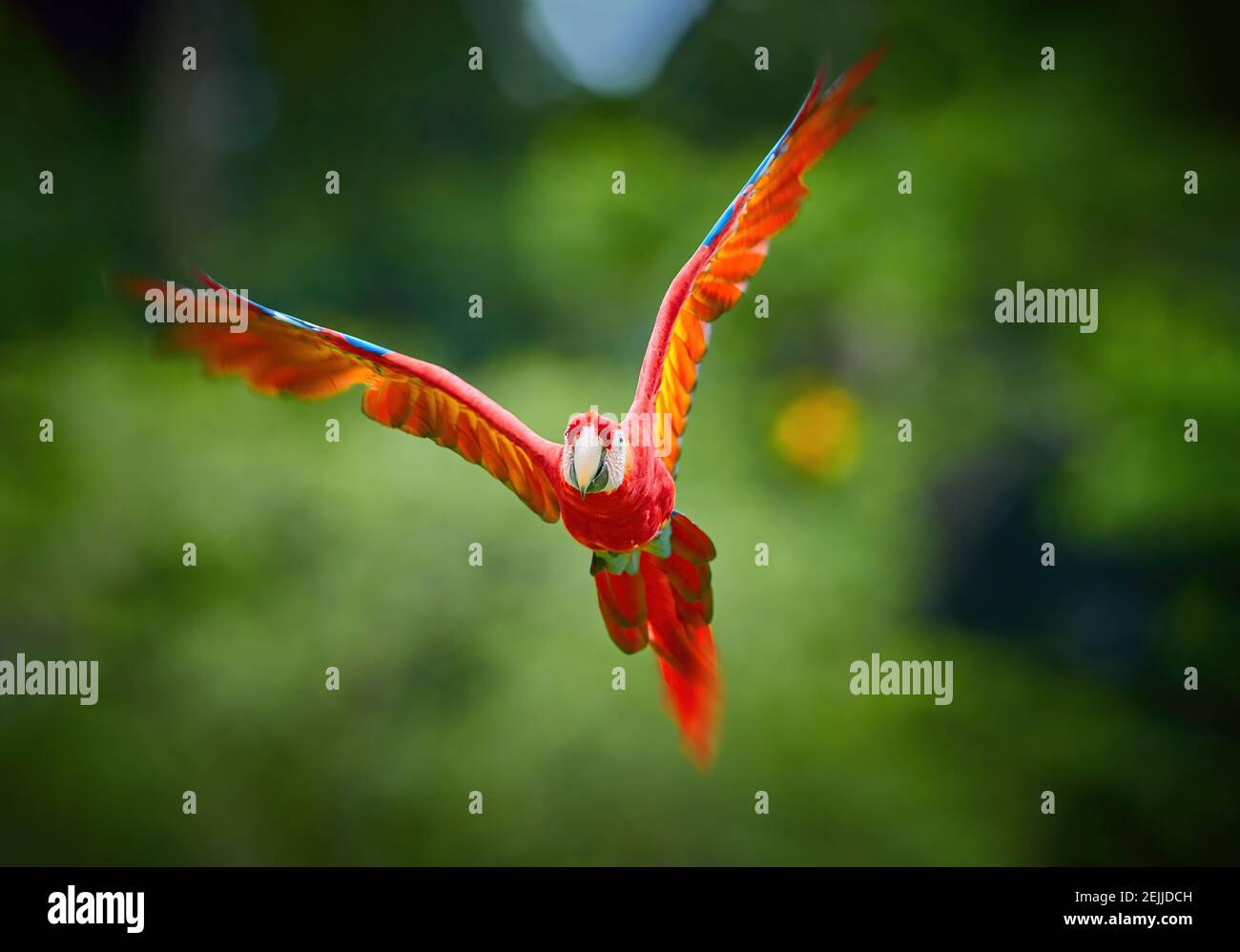Scarlet Macaw Parrot Flying