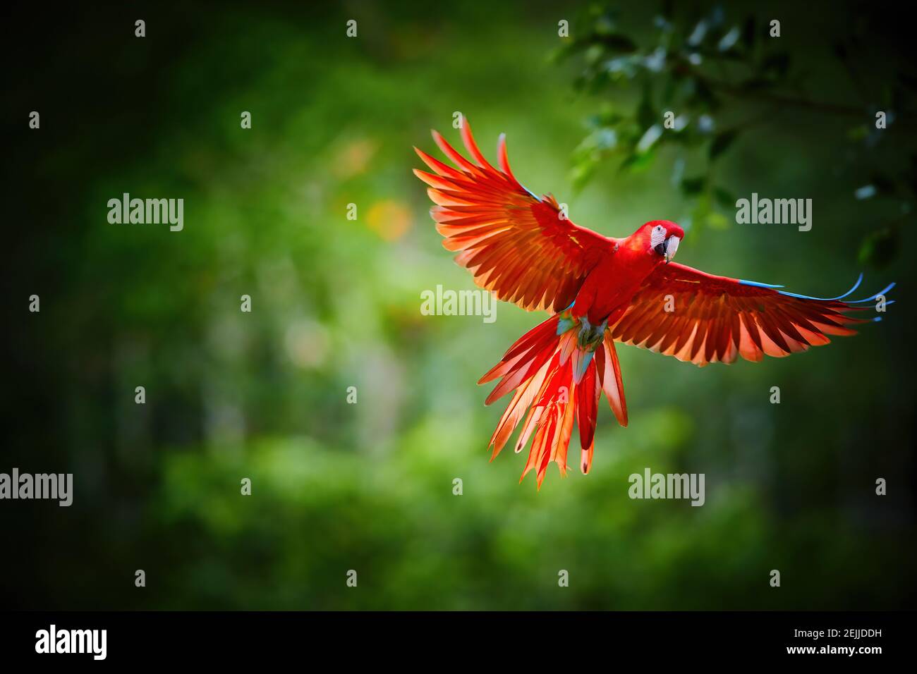 Colorful Scarlet Macaw parrot, flying directly at camera. Bright red ...