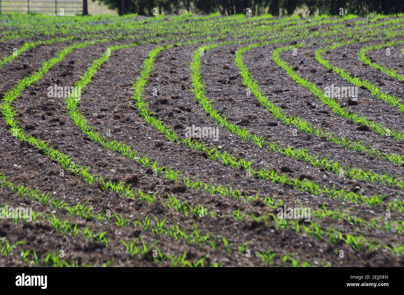Planting corn seedlings hi-res stock photography and images - Alamy