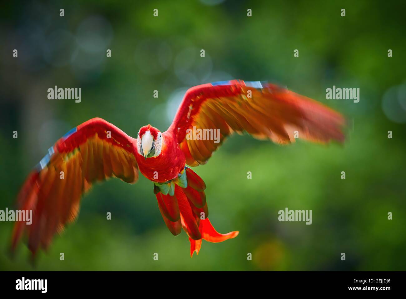 Colorful Scarlet Macaw parrot, flying directly at camera. Bright red ...