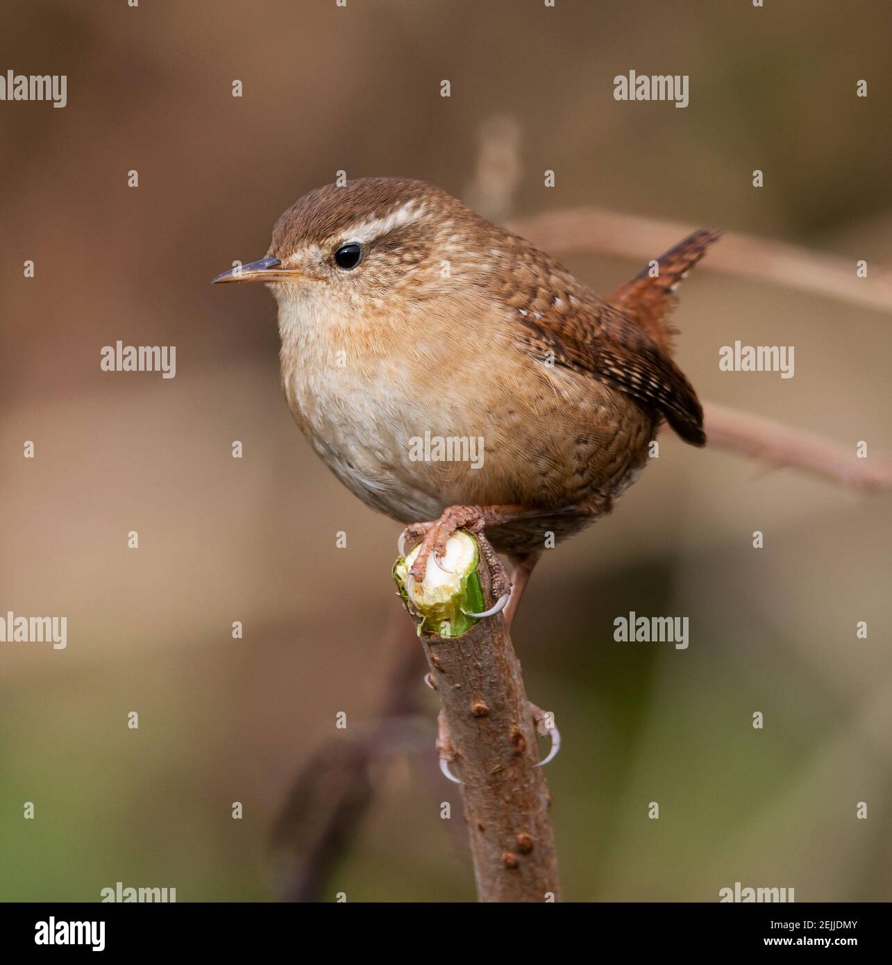 Lovely close views of Wren on a bramble stem Stock Photo - Alamy