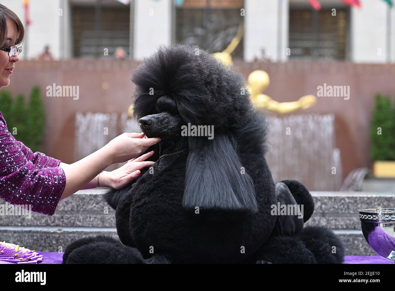 Handler Crystal Murray-Klas (l) poses “Siba”, the standard Poodle that ...