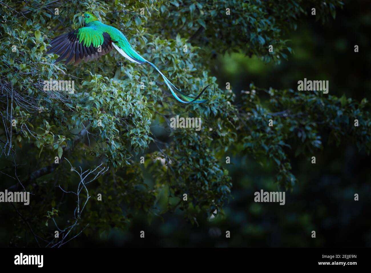 Flying Resplendent Quetzal, Pharomachrus mocinno, Costa Rica, against ...