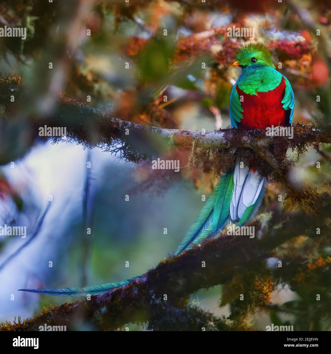 Portrait of sacred bird. Resplendent Quetzal in its natural environment ...
