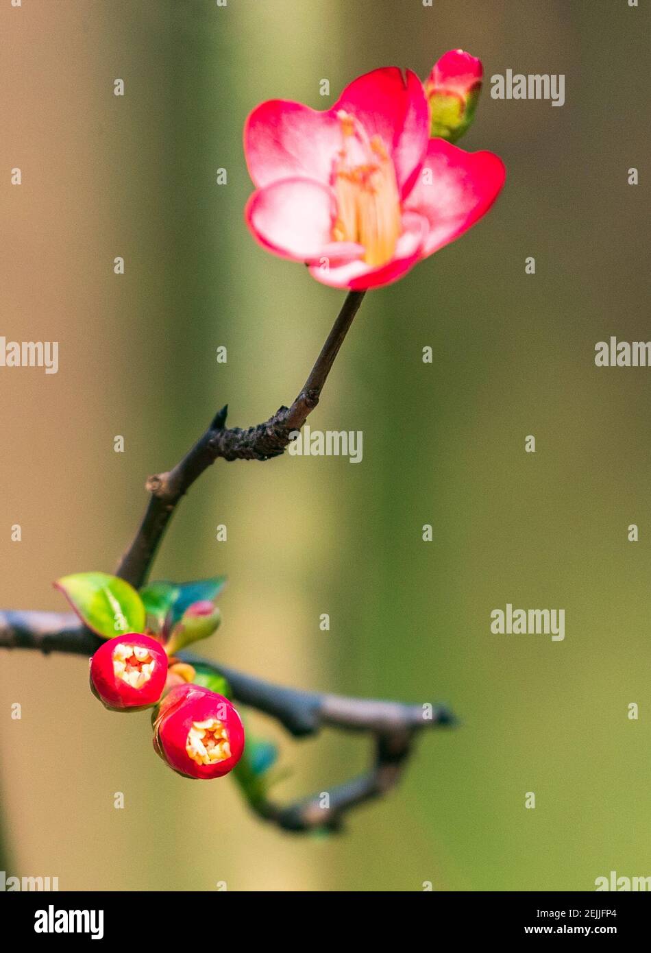Flying from flower hi-res stock photography and images - Alamy