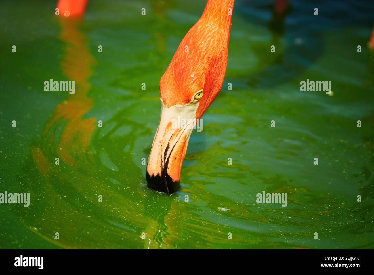 Head of American flamingo, Phoenicopterus ruber, eating algae. Reddish ...