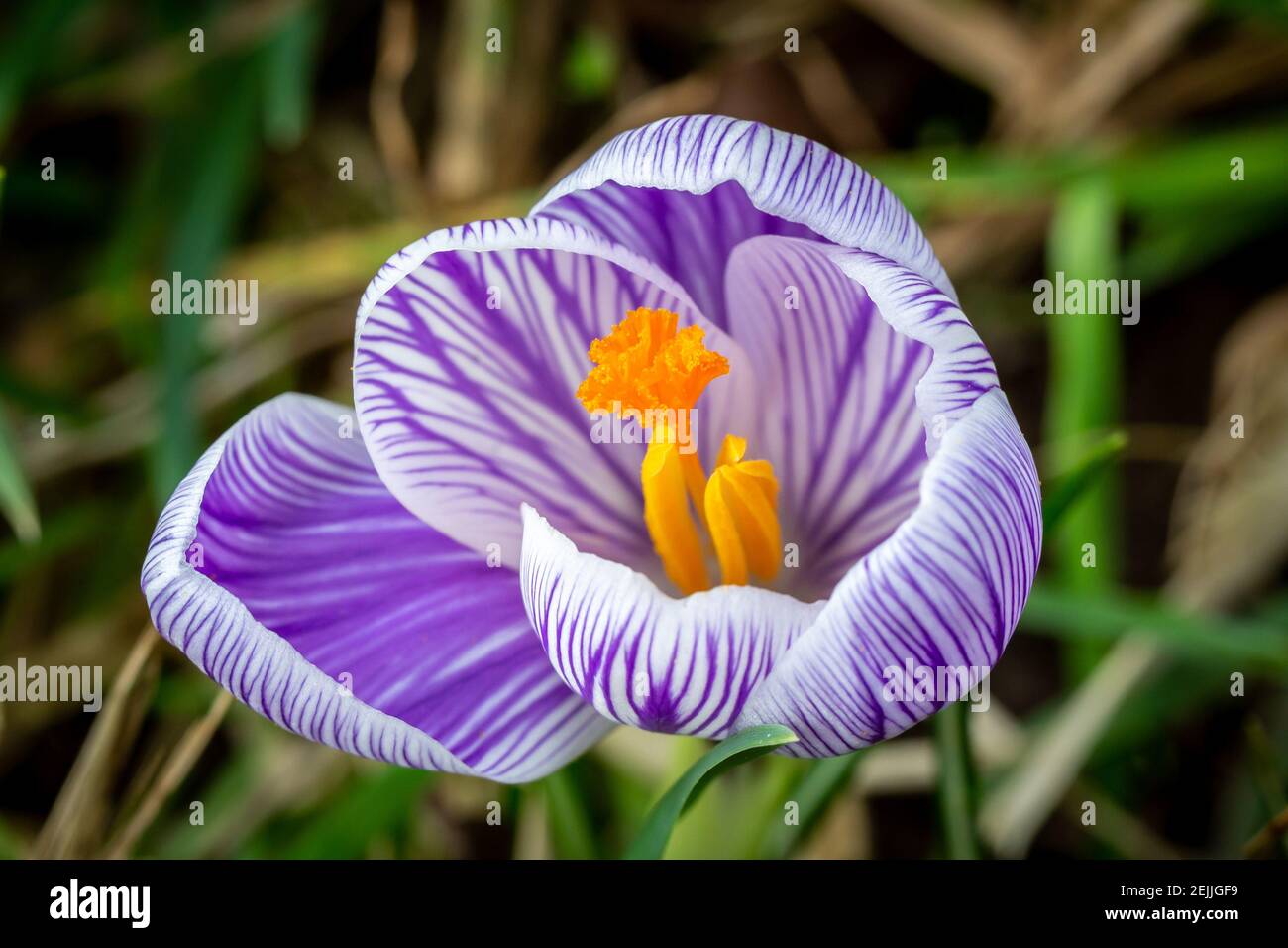 Closeup crocus late winter hi-res stock photography and images - Alamy