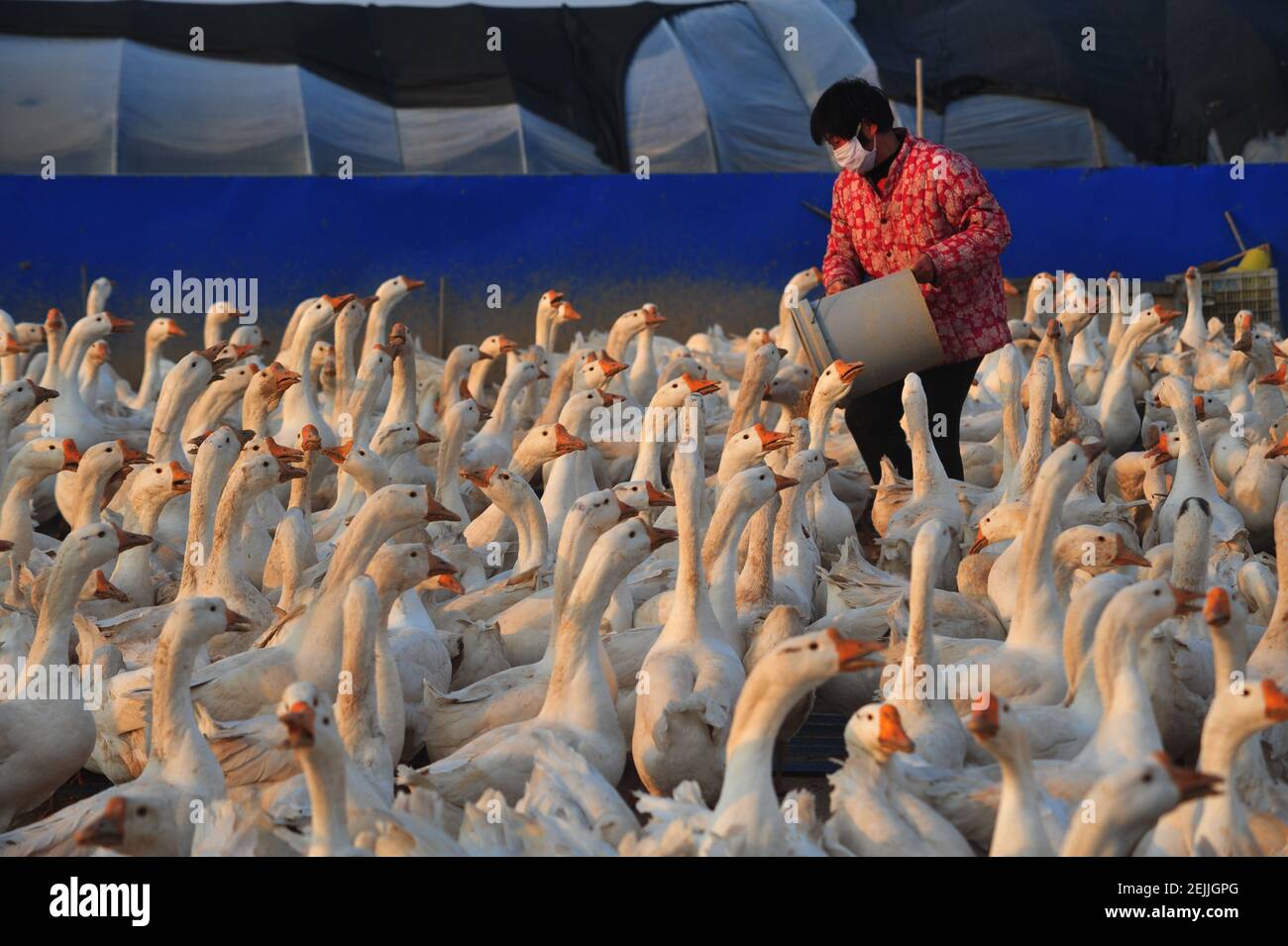 A Chinese farmer feeds a swarm of white geese at a farm in Suining ...