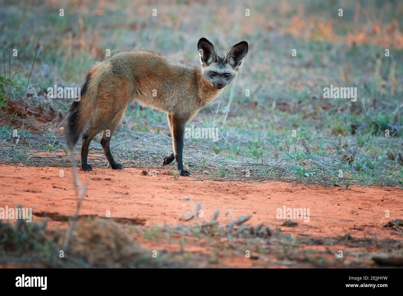 Bat-eared fox, Otocyon megalotis, gazing at photographer. Fox with big ...