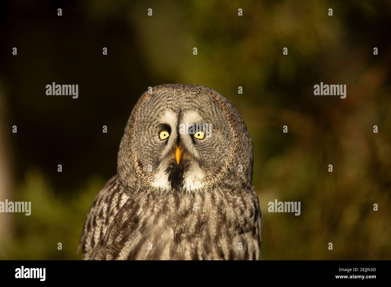 Owl At Night High Resolution Stock Photography and Images - Alamy