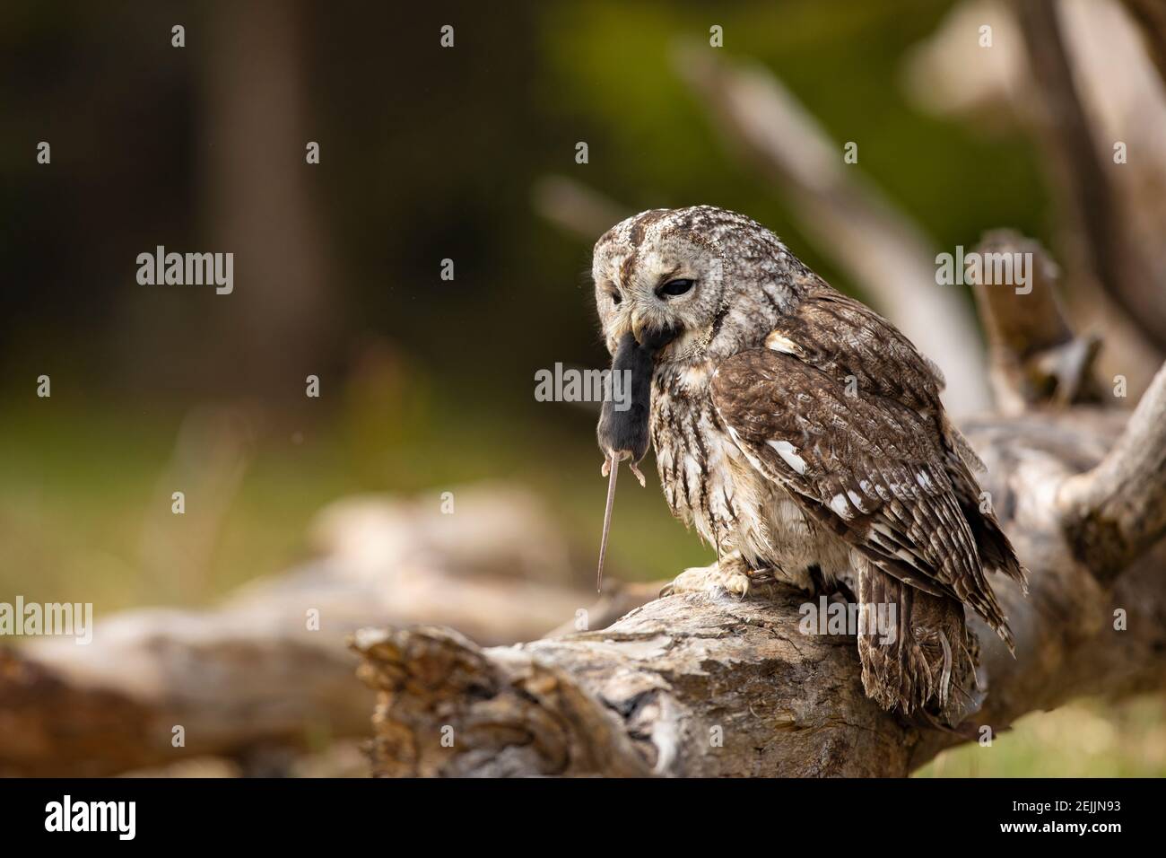 Tawny owl in the forest with mouse in the beak. Brown owl (Strix aluco ...