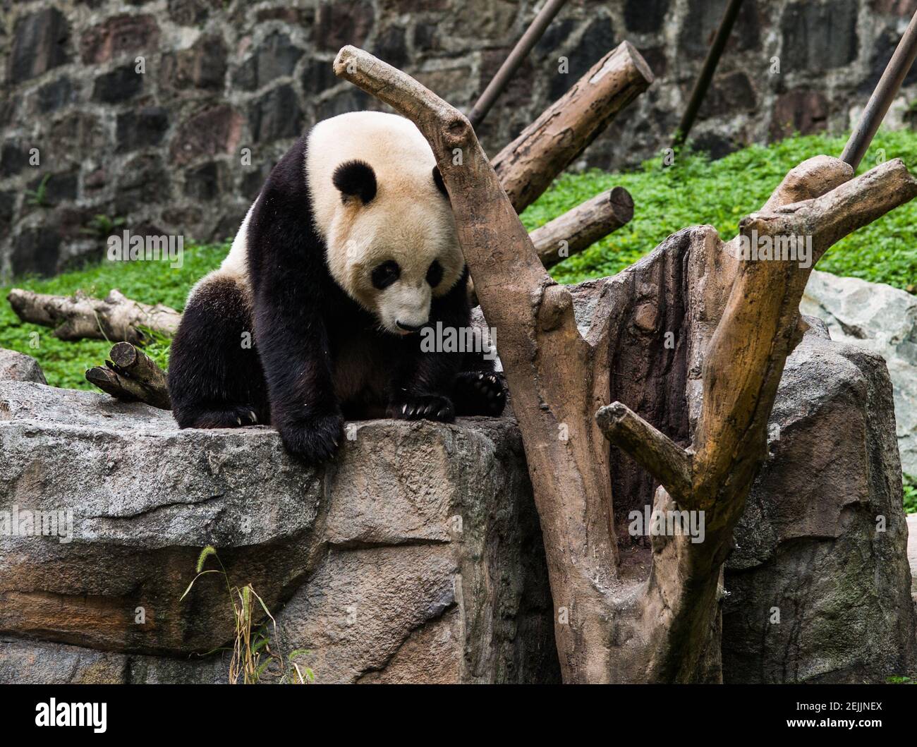 Sichuan ,CHINA-Giant pandas at the China giant panda research and ...