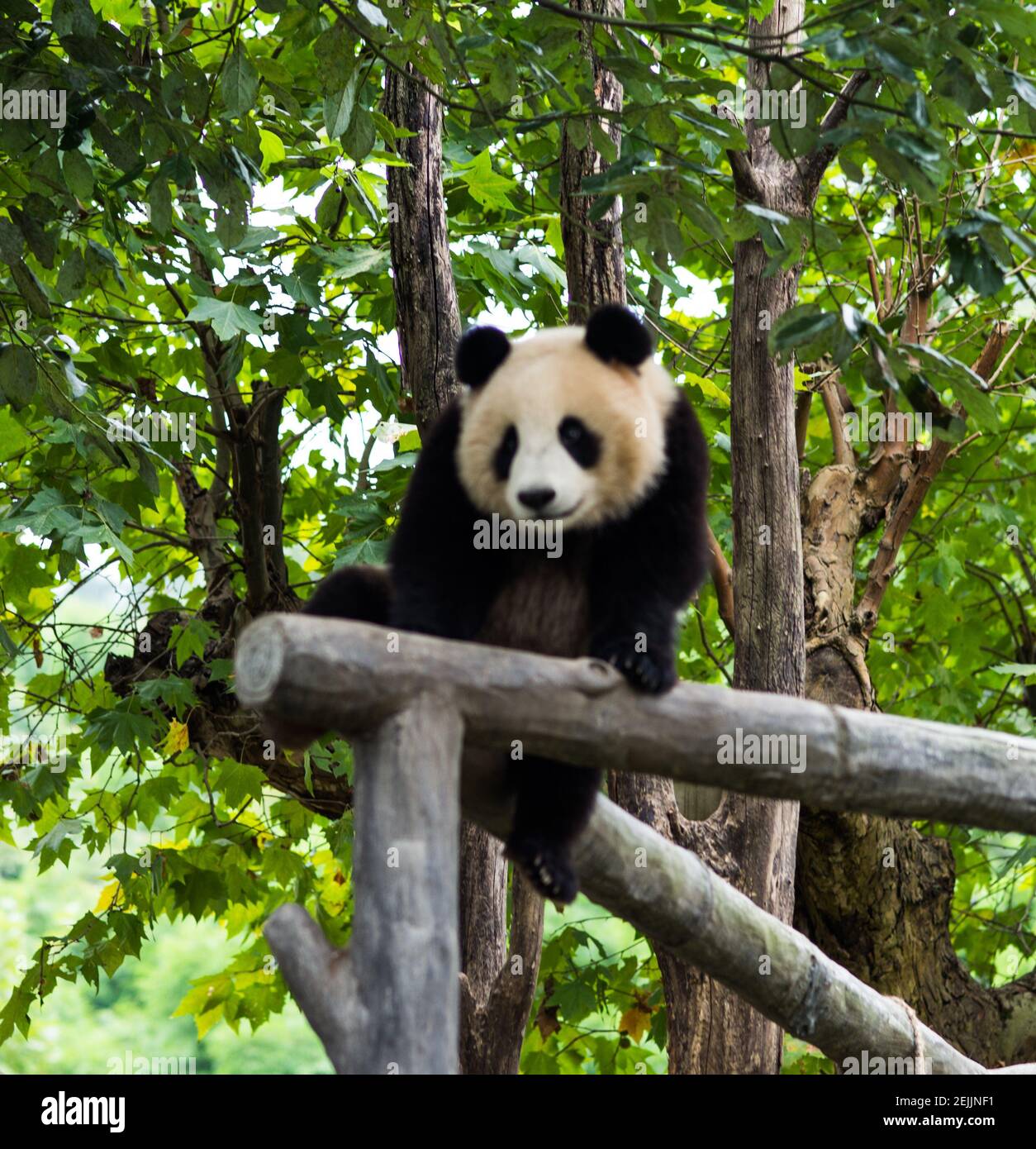 Sichuan ,CHINA-Giant pandas at the China giant panda research and ...