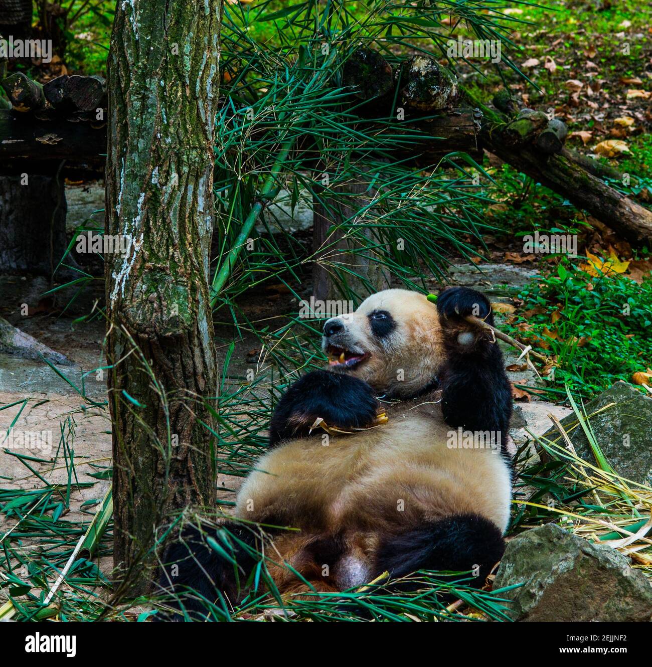 Sichuan ,CHINA-Giant pandas at the China giant panda research and ...