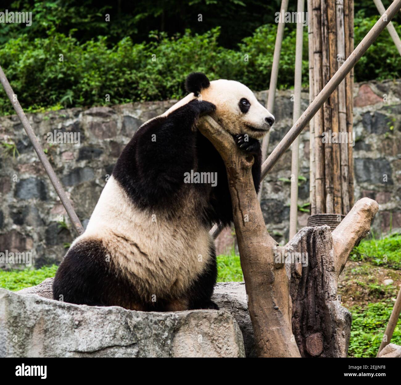 Sichuan ,CHINA-Giant pandas at the China giant panda research and ...