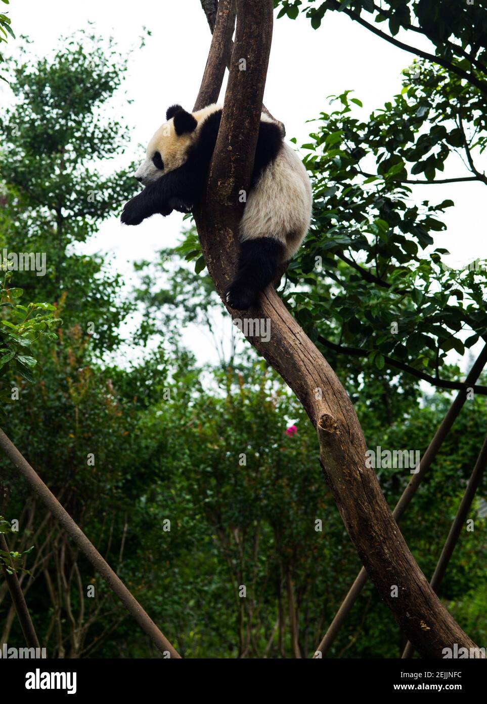 Sichuan ,CHINA-Giant pandas at the China giant panda research and ...