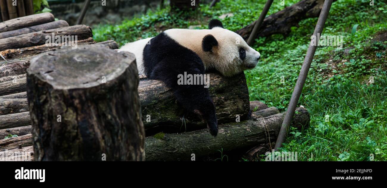 Sichuan ,CHINA-Giant pandas at the China giant panda research and ...