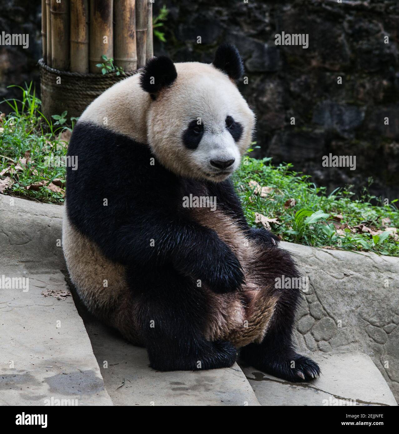 Sichuan ,CHINA-Giant pandas at the China giant panda research and ...
