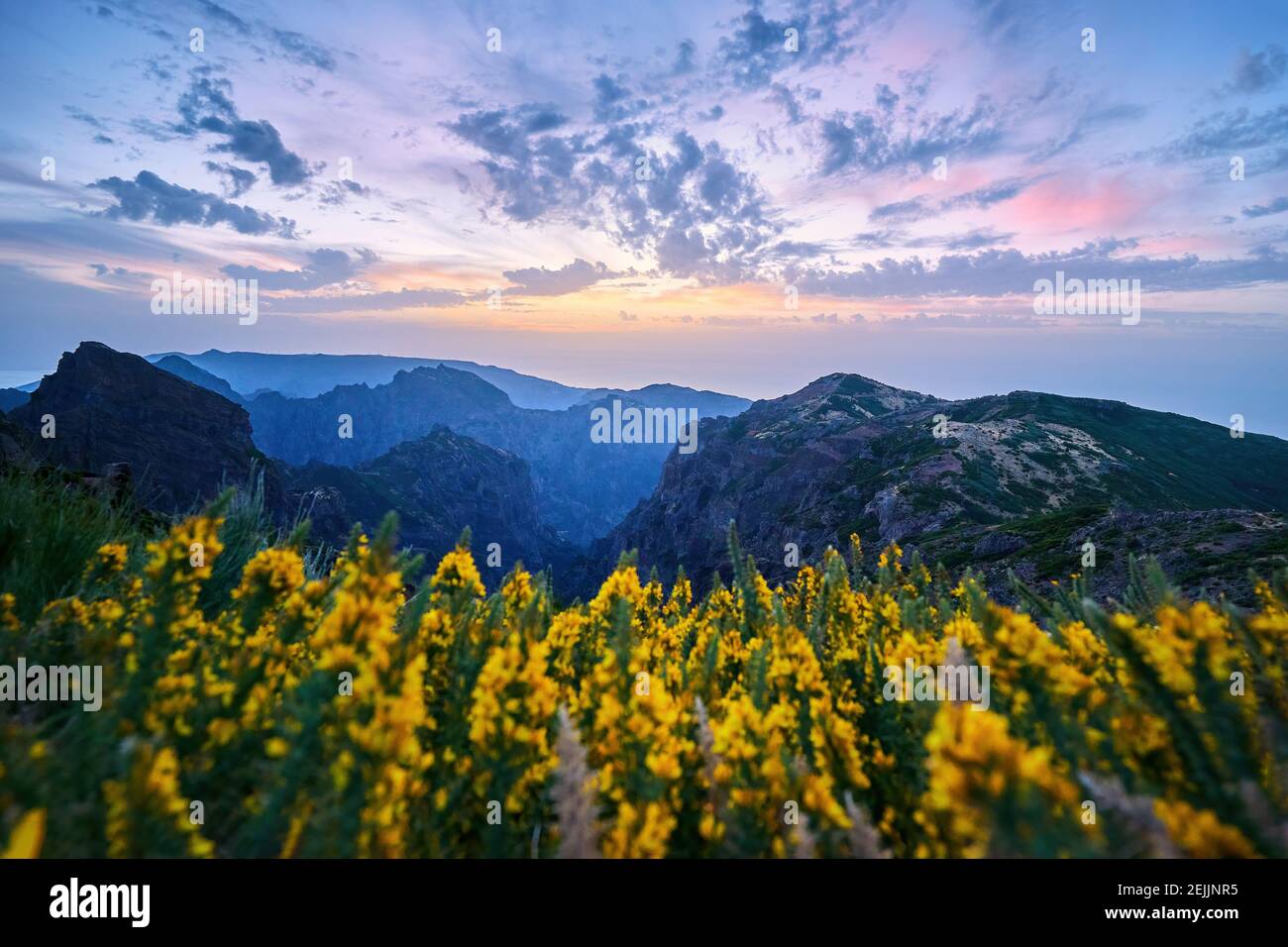Madeira spring coast flowers hi-res stock photography and images - Alamy