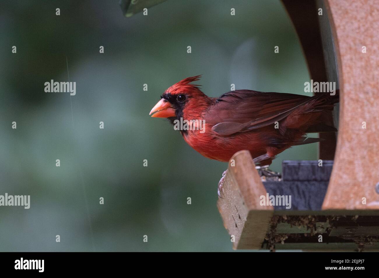 Cardinal nest hi-res stock photography and images - Alamy