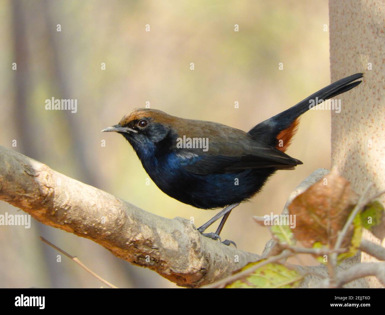 Beautiful indian robin bird hi-res stock photography and images - Alamy