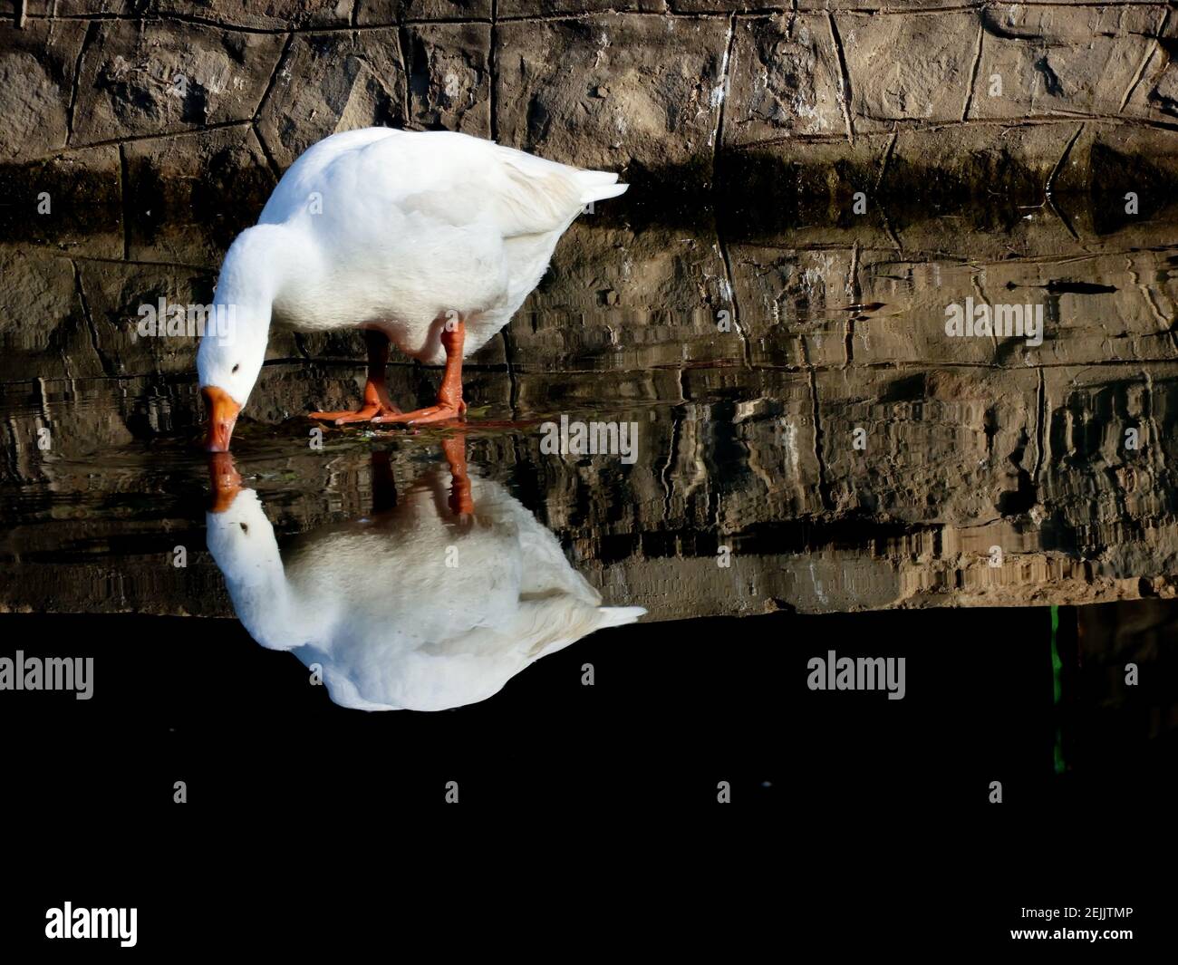 Duck drinking water from pond animal wildlife hi-res stock photography ...